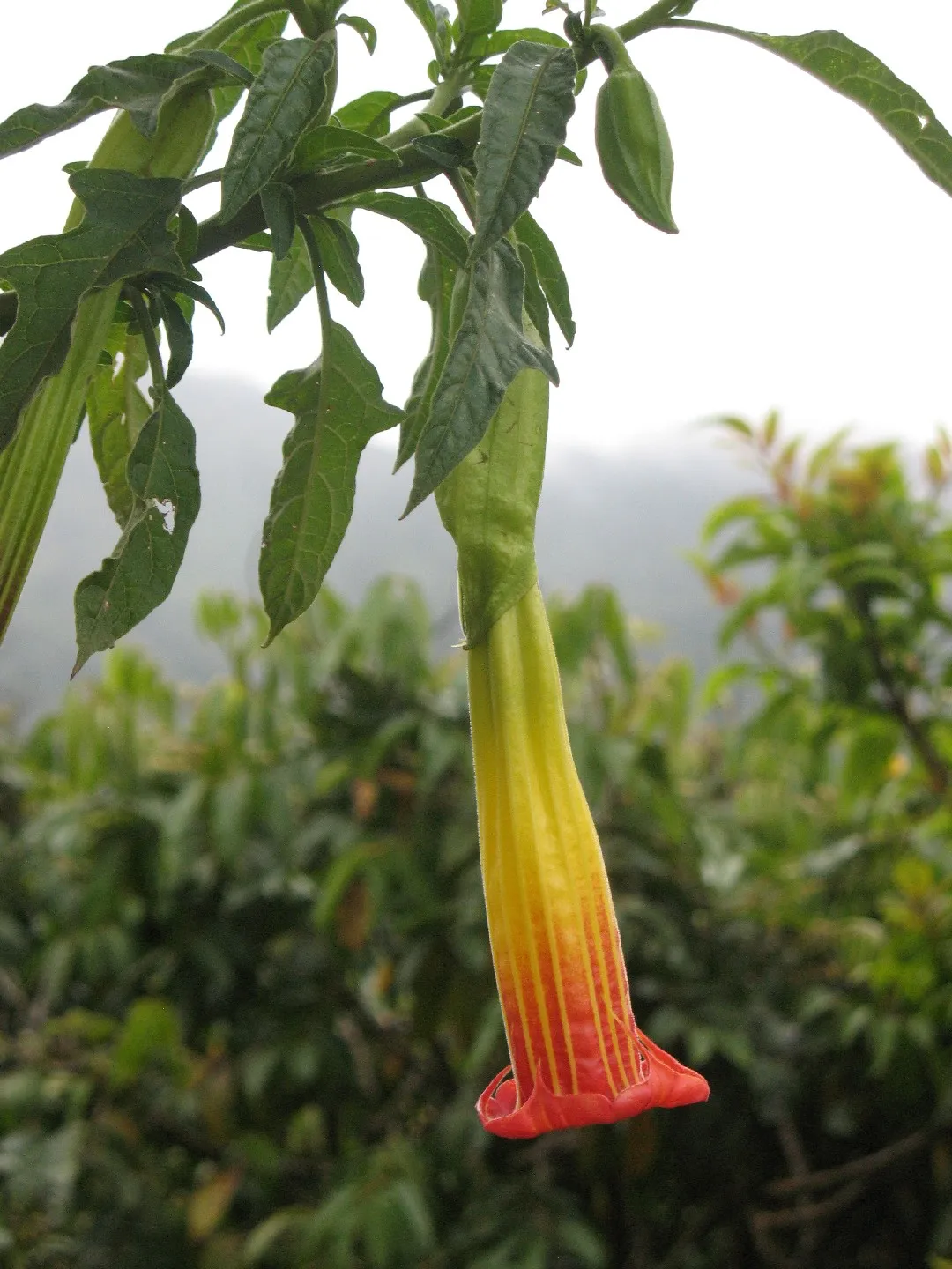 Brugmansia sanguínea (Floripondio)