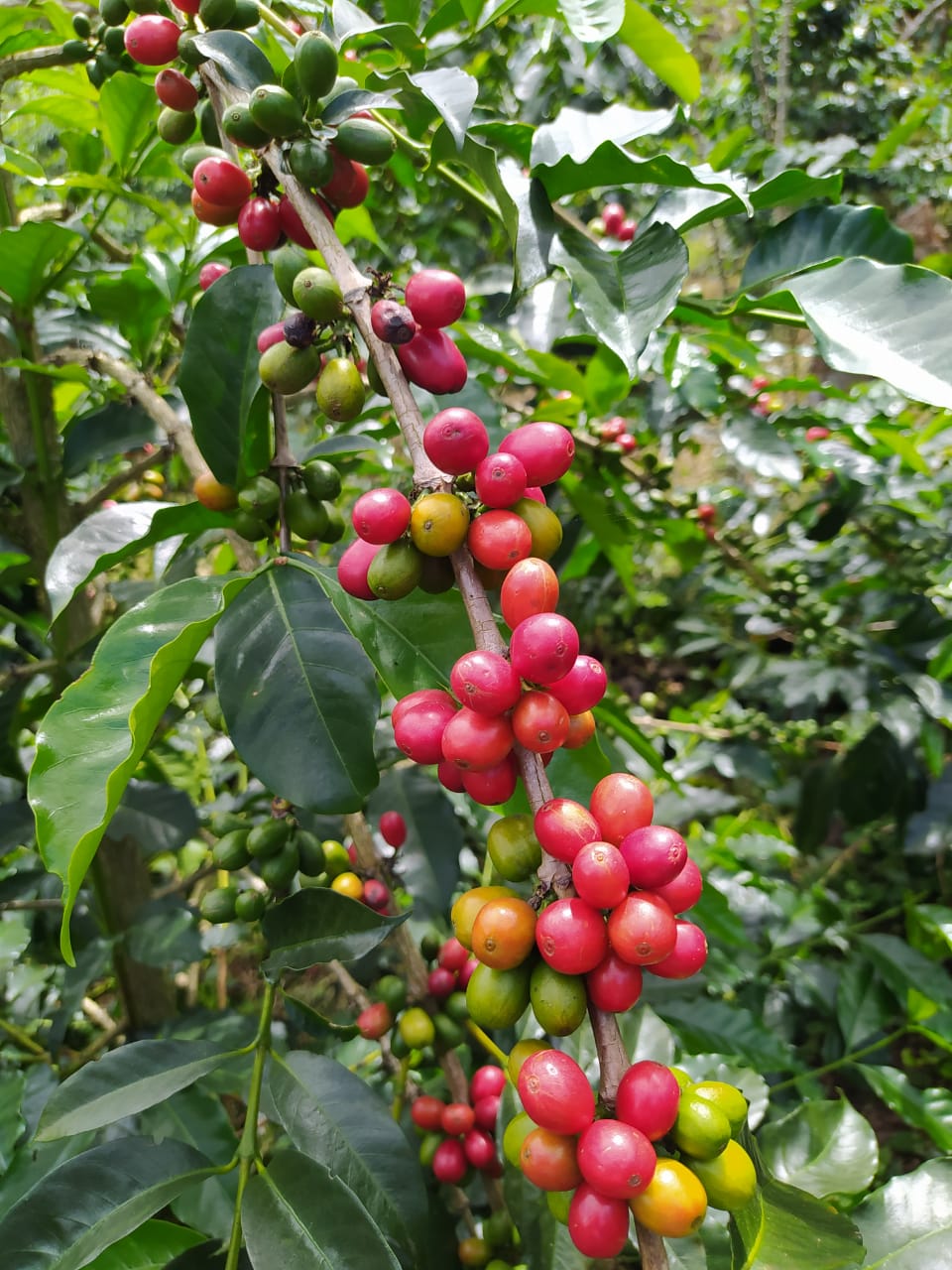 Coffea arabica (Café)