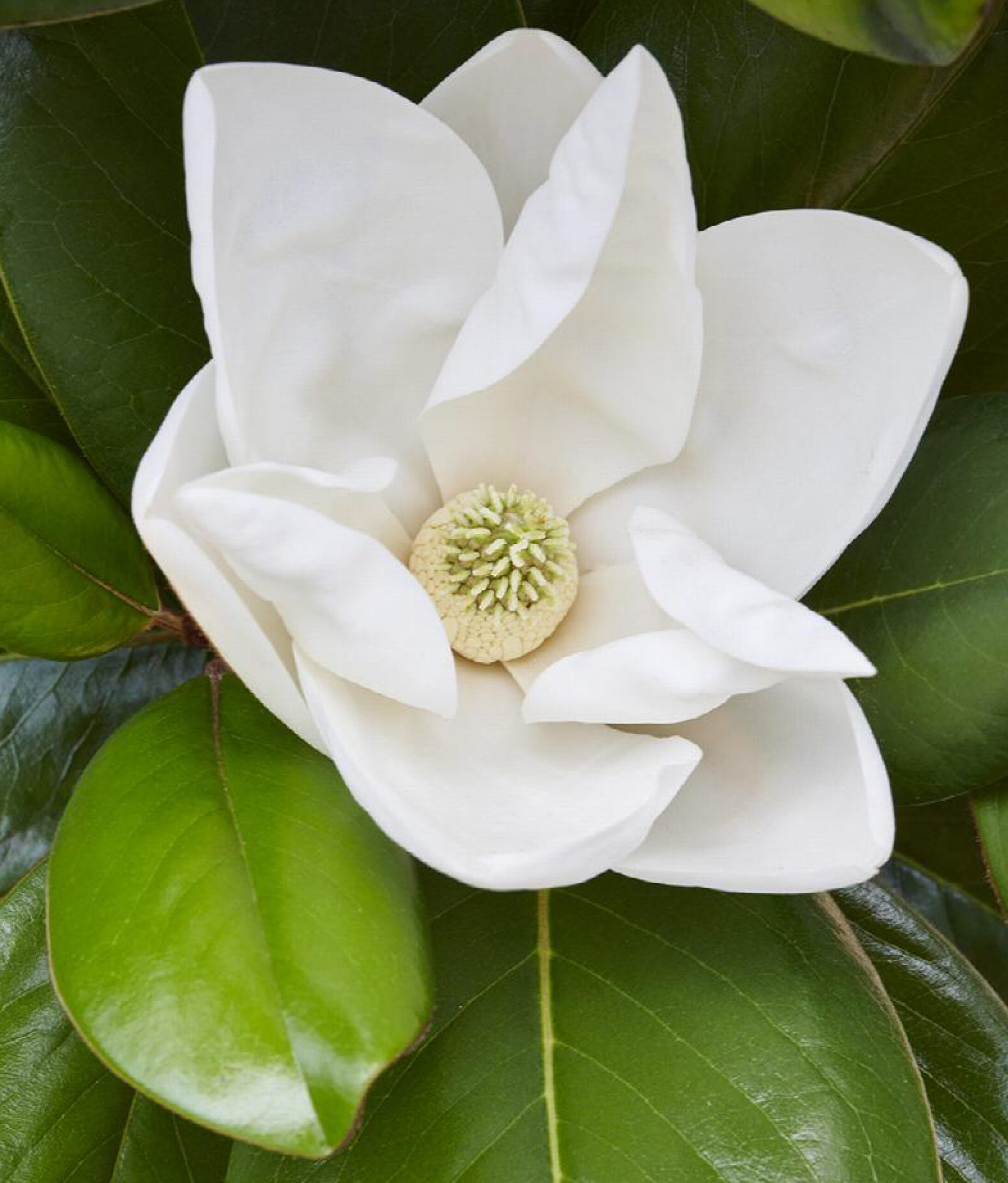 Magnolia grandiflora (Magnolia)