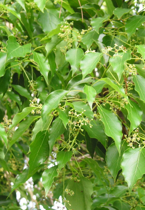 Cinnamomum camphora (Alcanfor)